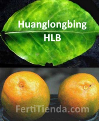 Candidatus Liberibacter y el Huanglongbing (HLB): La amenaza para los ...